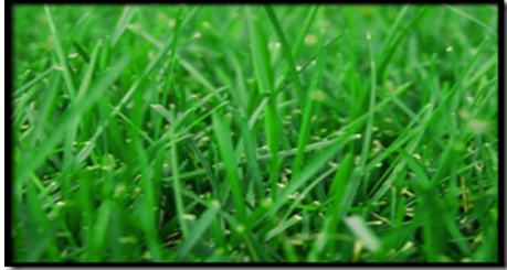 Durva : The Sacred Grass - WordZz